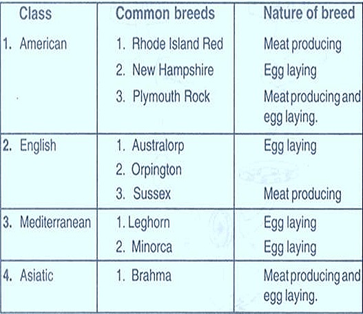 Biology For All: Poultry Breeding